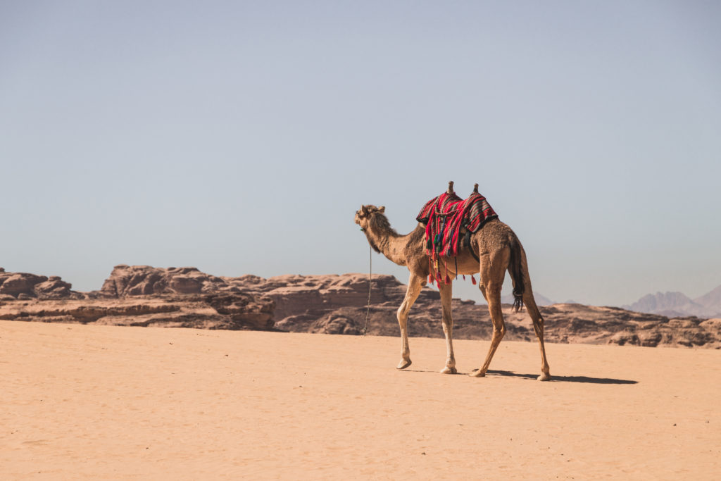 Préparer son road trip en Jordanie • Vanessa & Alexeï